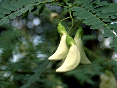 Pecel Turi Imogiri yang Unik | Eviindrawanto.Com