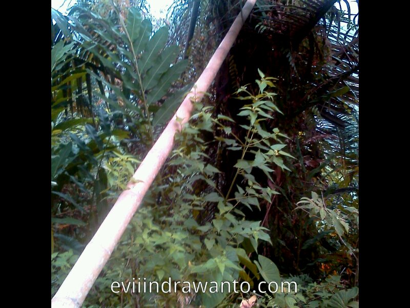 Jembatan Bambu, Practise is The mother of All Skill | Eviindrawanto.Com