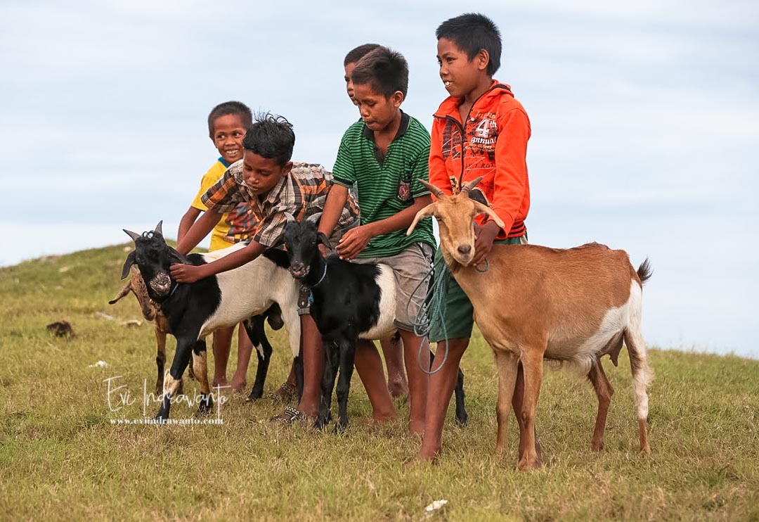 Arti Kambing Hitam Dalam Peribahasa | Eviindrawanto.Com