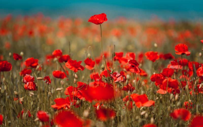 Bunga Merah, Arti dan Simbol di Seluruh Dunia