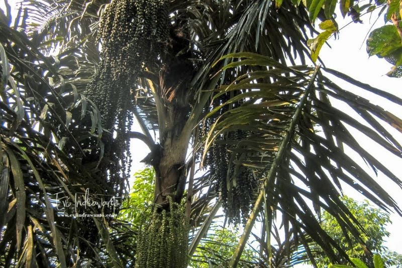 Pohon Aren Untuk Kehidupan | Palm Sugar Indonesia
